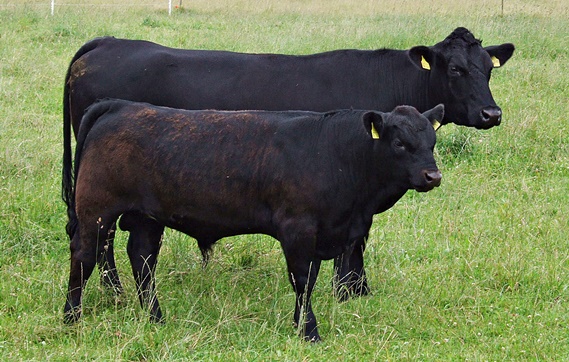Angus › Fleischrinder-Zuchtverband Schleswig-Holstein & HH