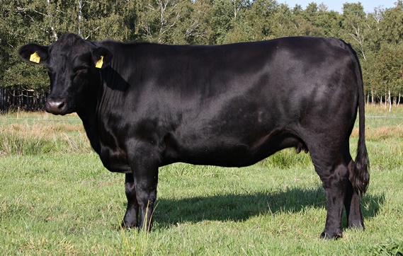 Angus › Fleischrinder-Zuchtverband Schleswig-Holstein & HH
