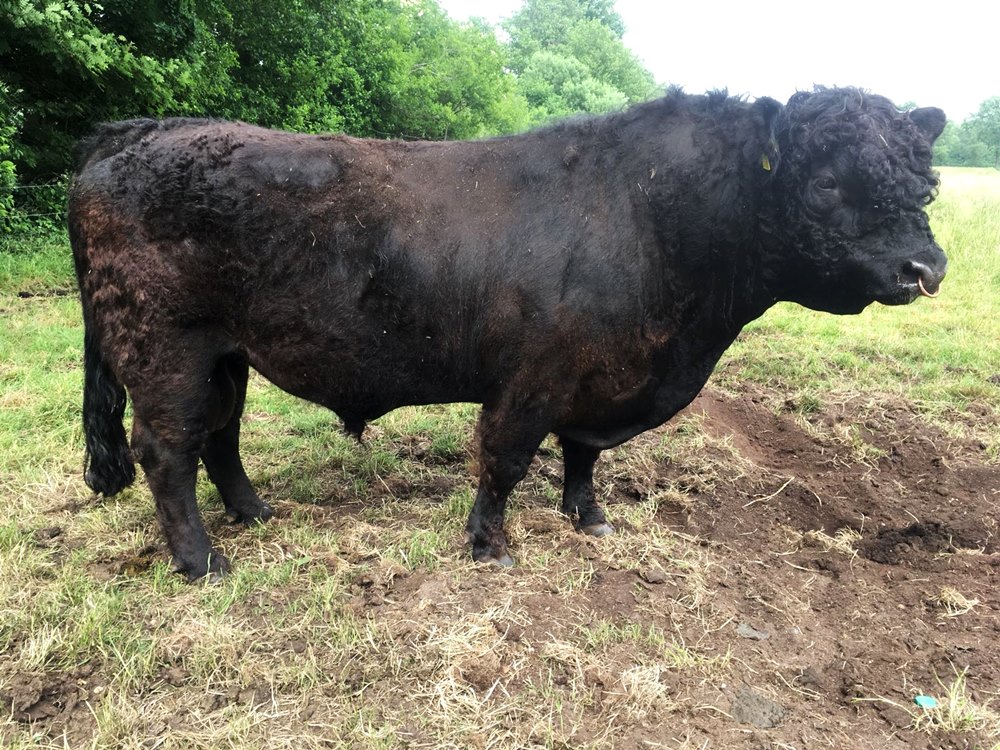 Marktplatz › Fleischrinder-Zuchtverband Schleswig-Holstein & HH
